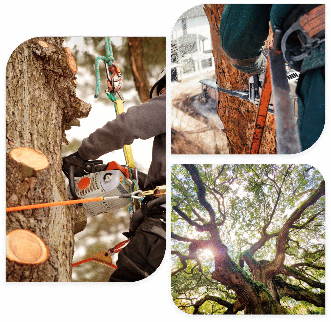 Sustainability – Colorado Arborist Association – Eco-Friendly Practices